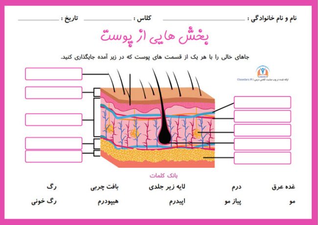 کاربرگ آموزشی بخش‌هایی از پوست انسان - کلاس درس مرجع آموزش متوسطه اول